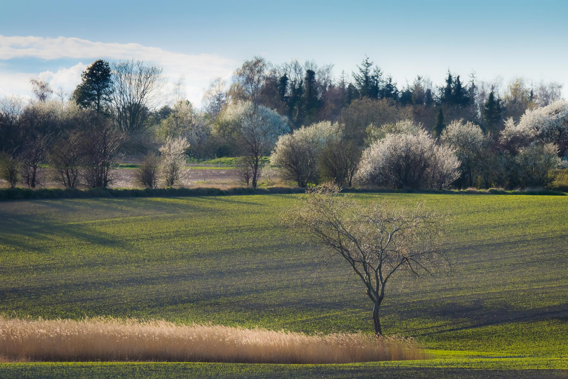 Ditterapirum - Dit Terapirum